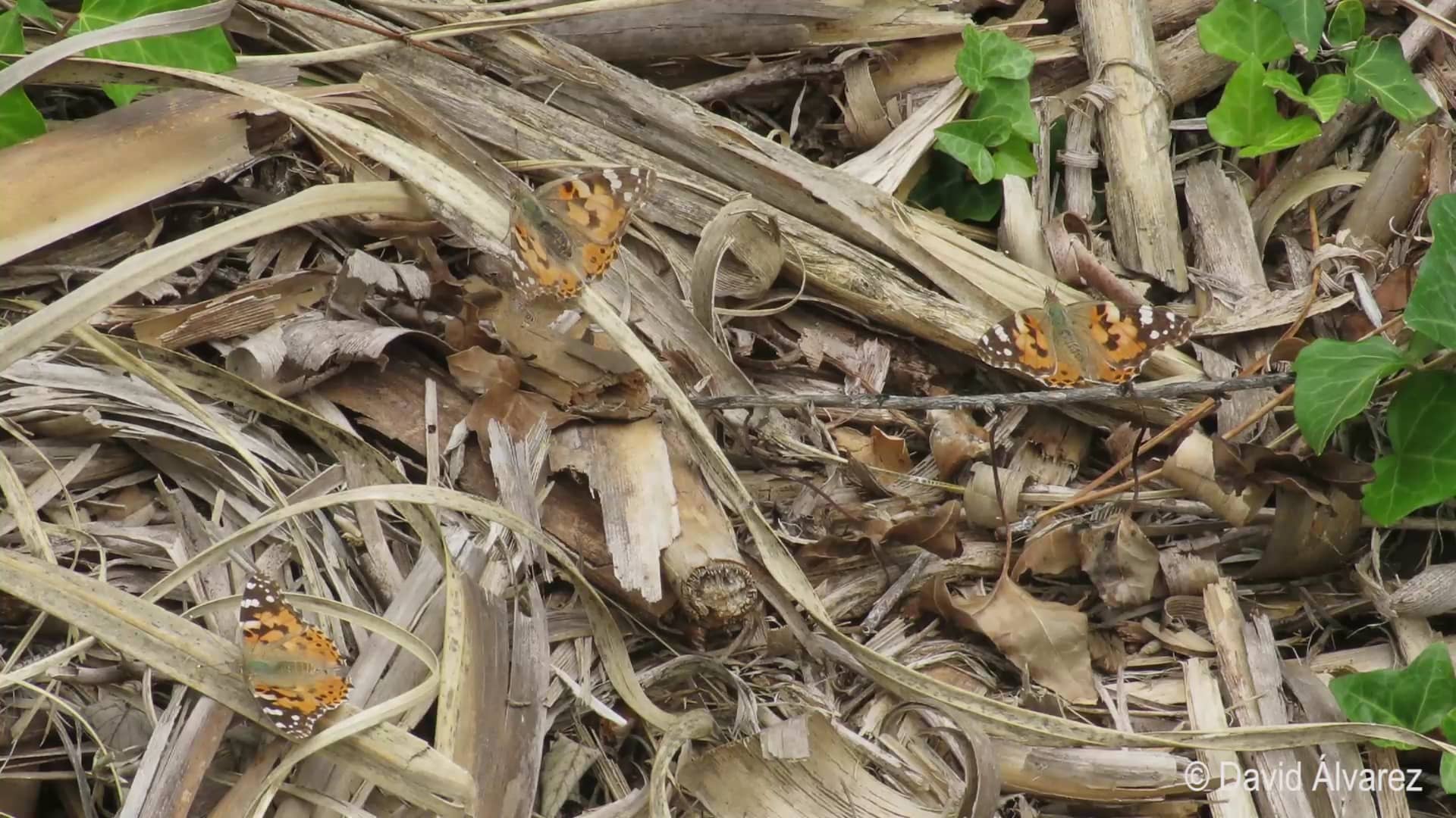 La Migración De La Mariposa De Los Cardos On Vimeo
