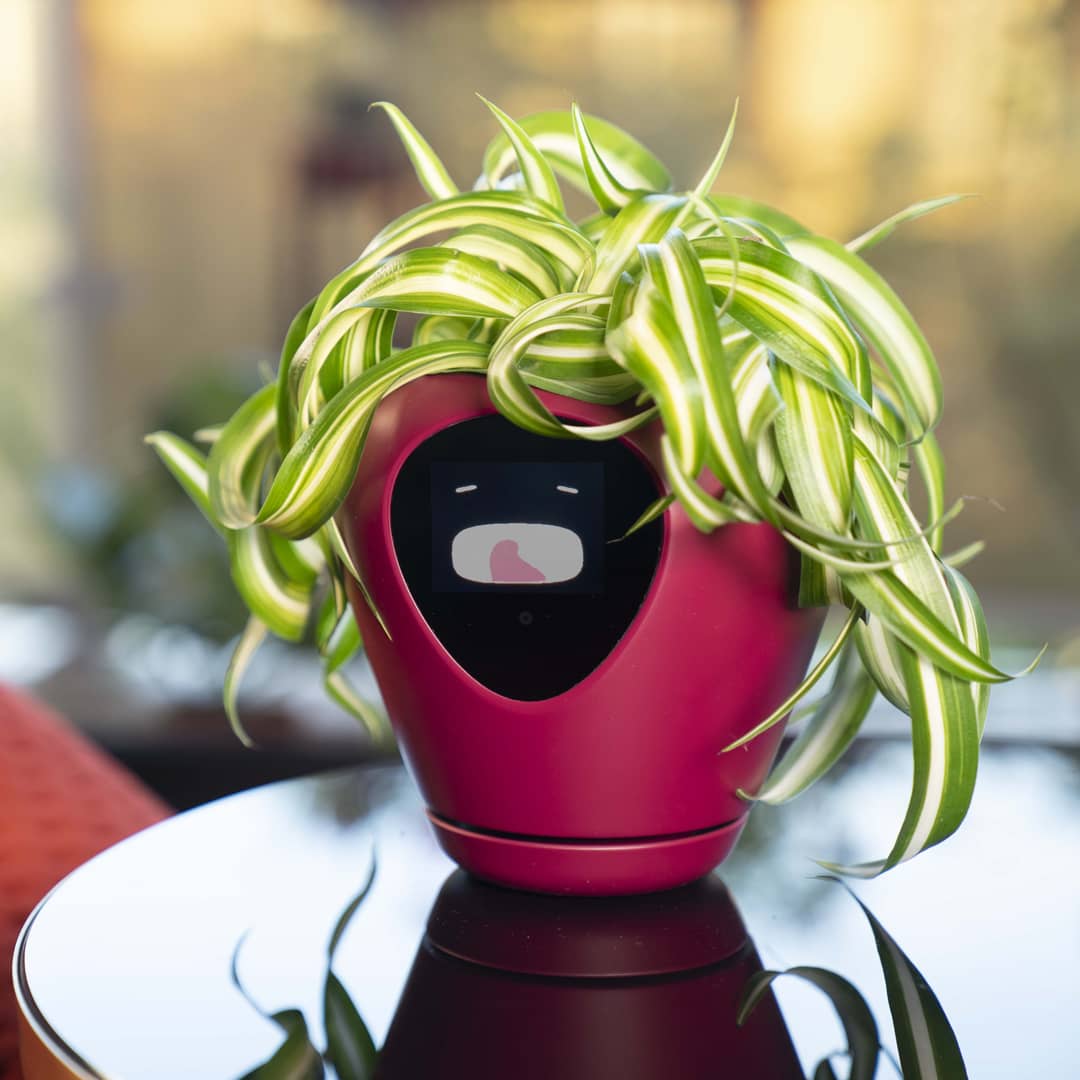 Lua, the smart planter with feelings! on Vimeo