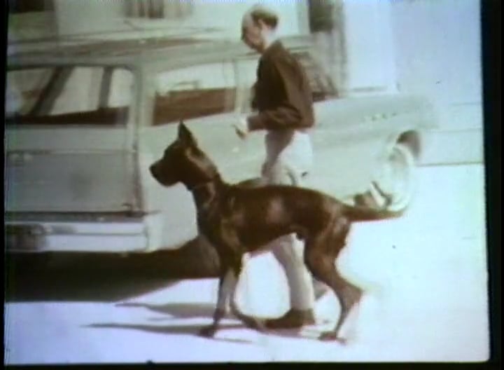 Brother Buzz TV Series - Tail Waggers on Vimeo