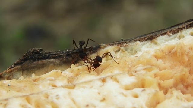 Ant Videos: Download 426+ Free 4K & HD Stock Footage Clips - Pixabay