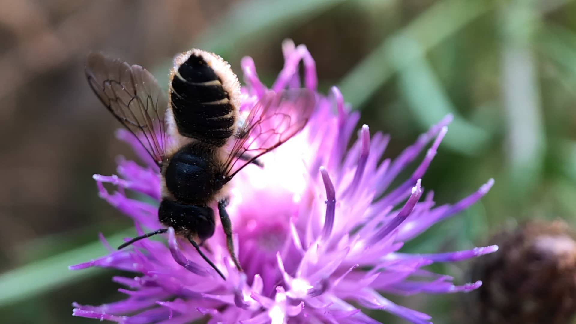 Wild about bees 1 on Vimeo