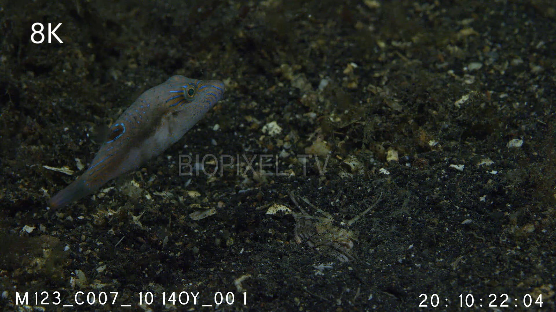 4K Worms - Bobbit worm feeding 8K on Vimeo