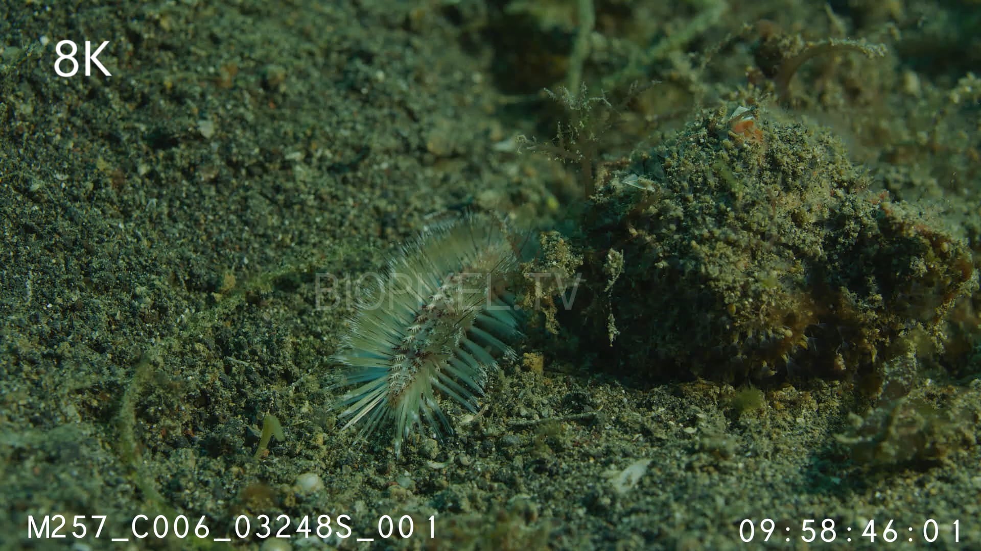 4K Worms - Bristle worm crawling around 8K on Vimeo