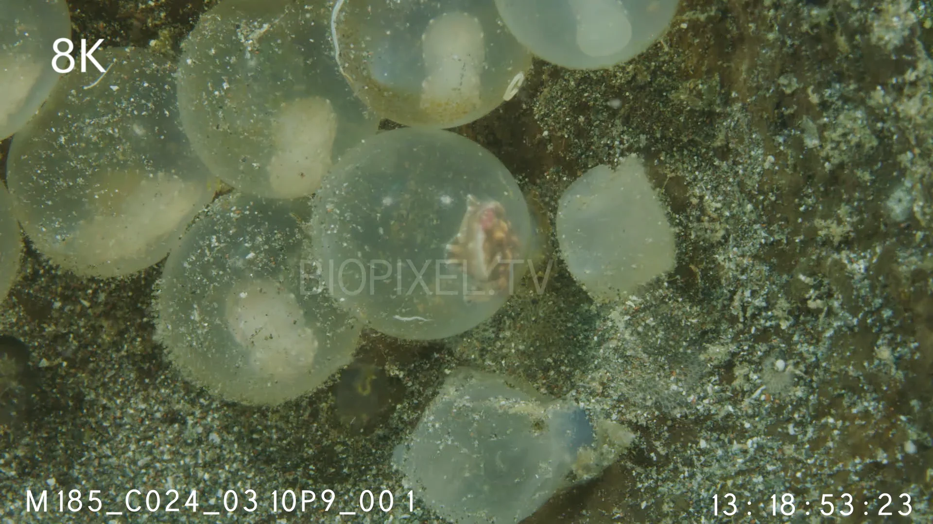 4K Baby Animals - Flamboyant cuttlefish eggs hatching 8K on Vimeo