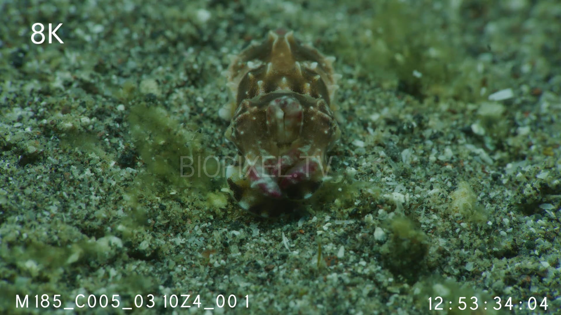 Molluscs - Shells, Nudibranchs, Nautilus, Cuttlefish, Octopus - Flamboyant cuttlefish juvenile ...