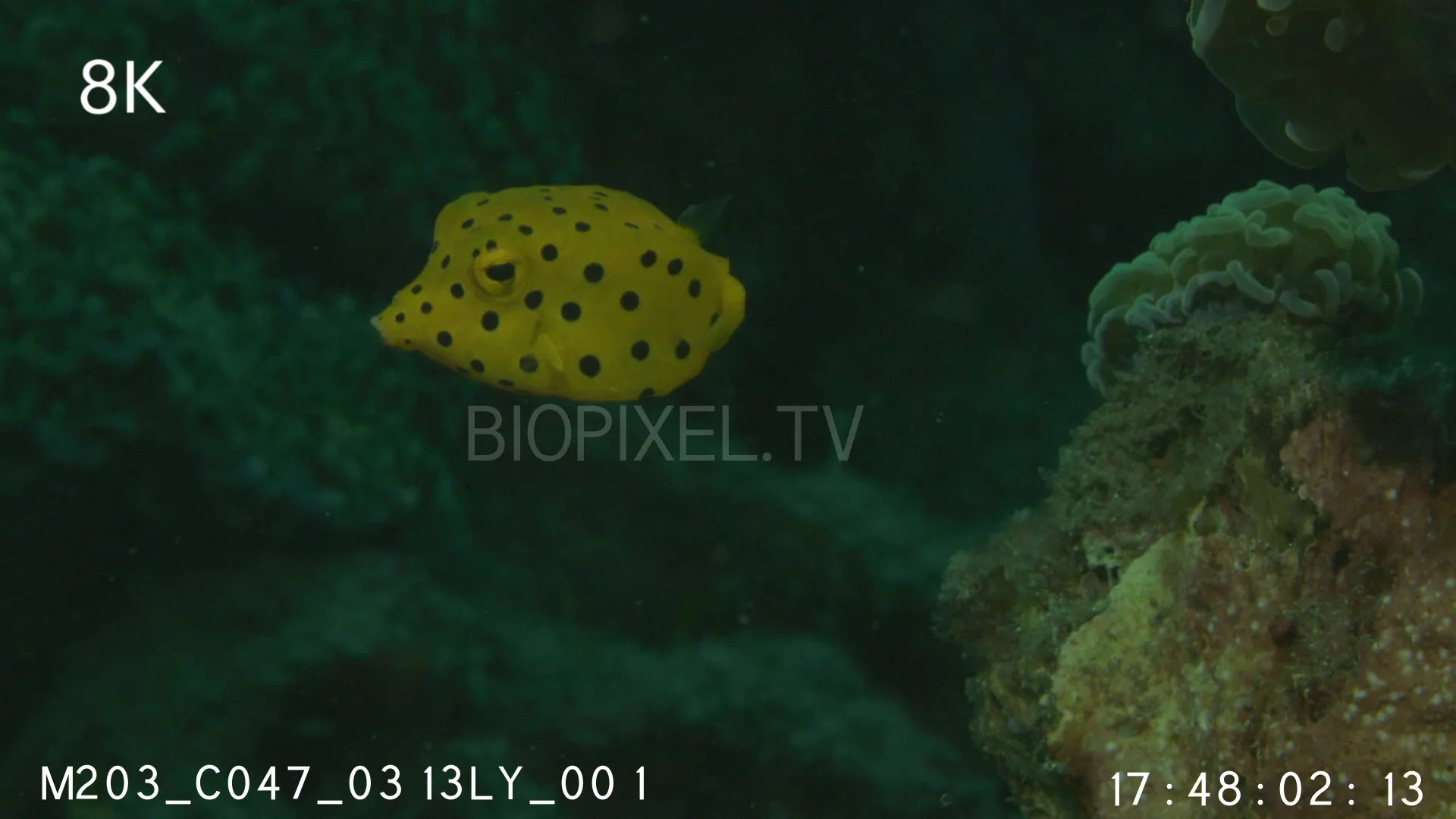 4K Fish Boxfish and Cowfish - Juvenile Boxfish 8K on Vimeo