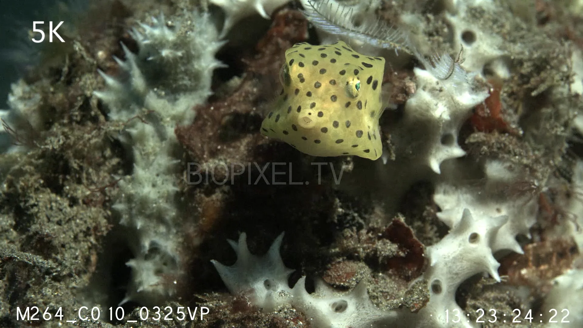 4K Fish Pufferfish - Juvenile Boxfish 5K on Vimeo