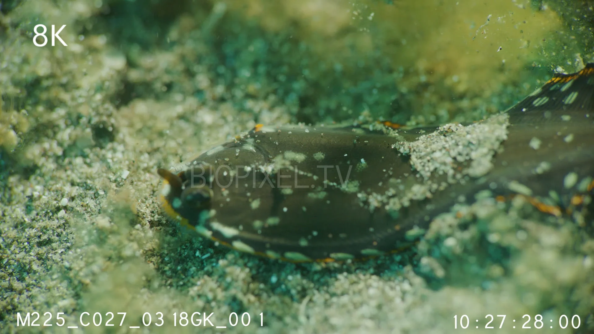Fish Weird - Mimic flounder mimicing a flatworm 8K on Vimeo