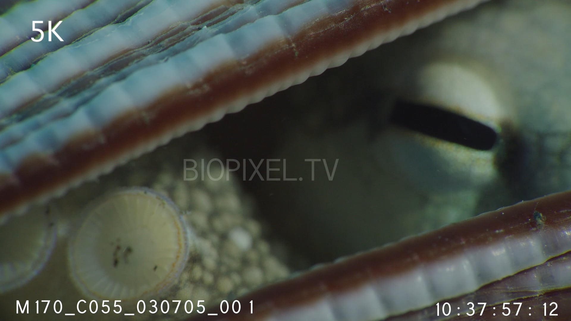 4K Molluscs Octopus - Coconut octopus in shell 2 5K on Vimeo