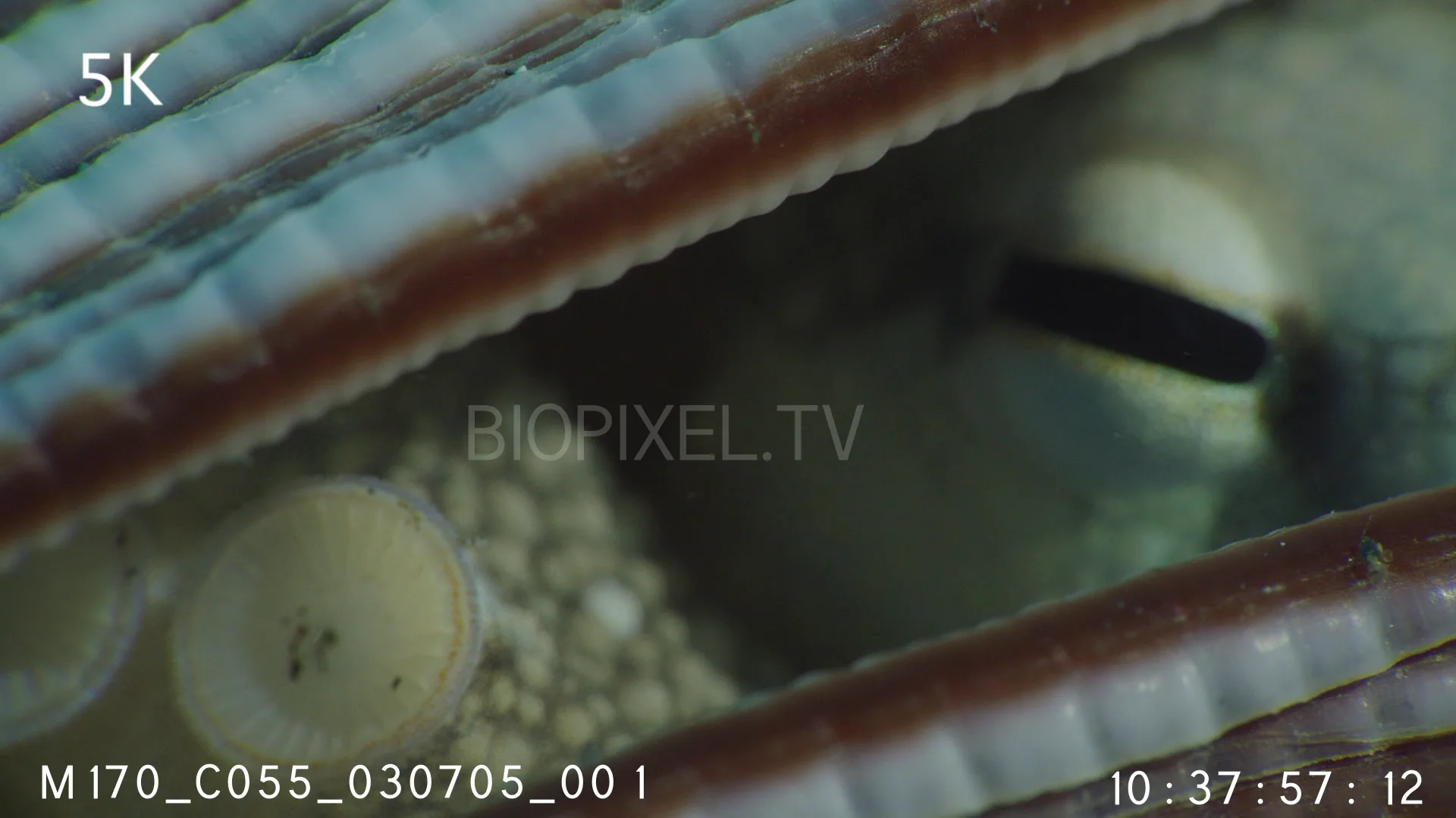 4K Camouflage - Coconut octopus in shell 2 5K on Vimeo
