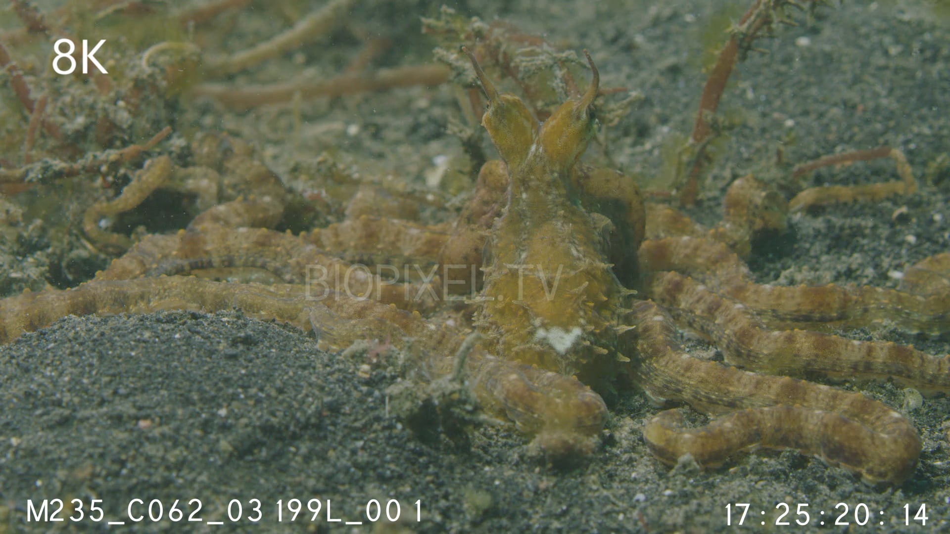4K Camouflage - Mimic octopus 4 8K on Vimeo