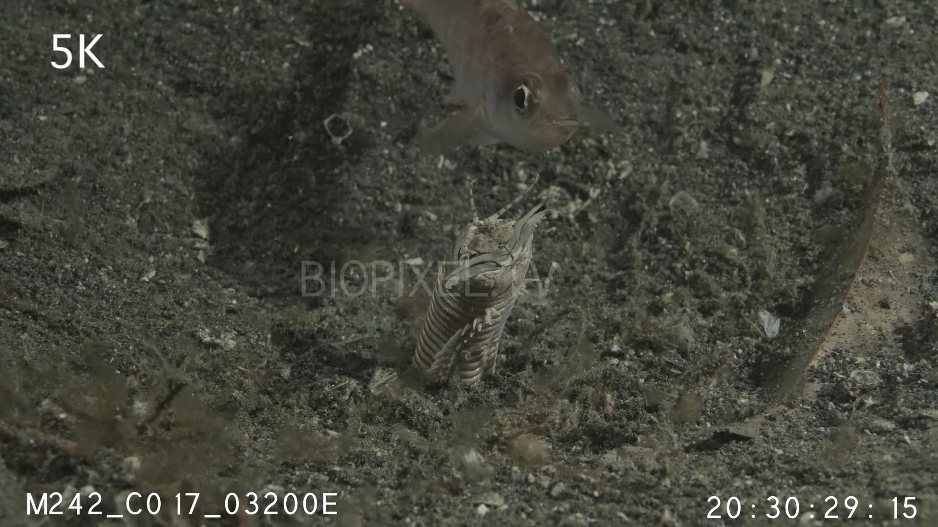 4K Worms - Bobbit worm feeding 5K on Vimeo