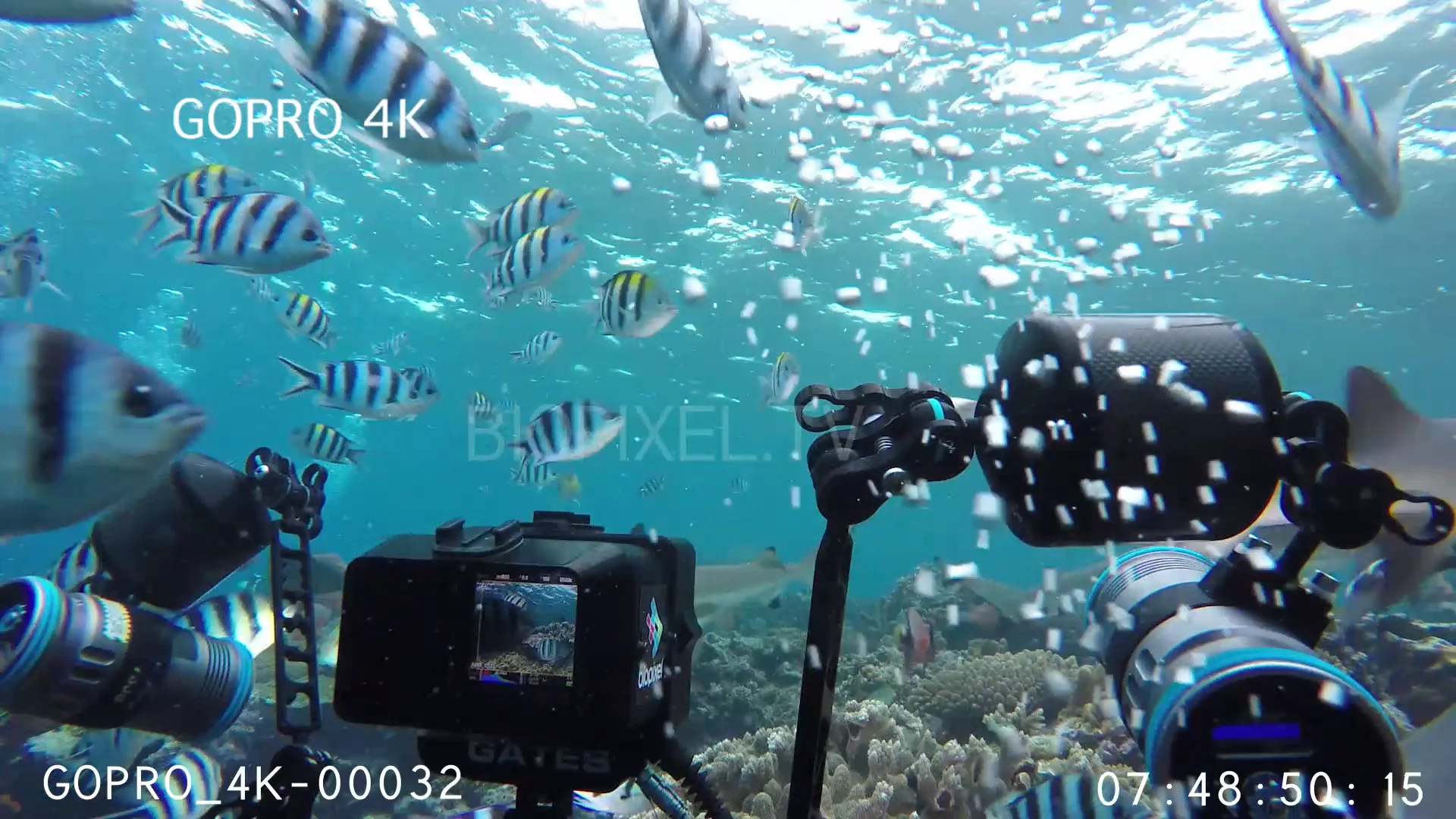 4K Filming - Richard Fitzpatrick filming reef sharks 4K on Vimeo