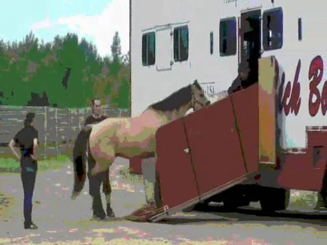 TRANSPORT DE CHEVAUX |RICK BODI |Quebec | Ontario | Floride on Vimeo