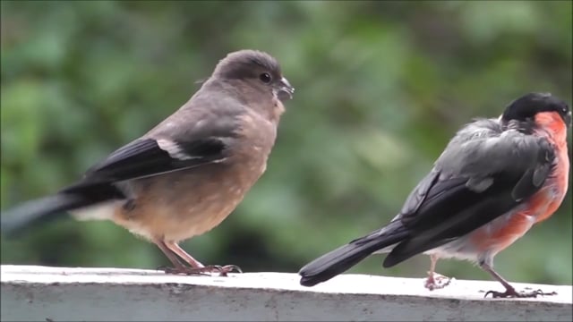 Bullfinch, Blood Fink, Bird. Free Stock Video - Pixabay