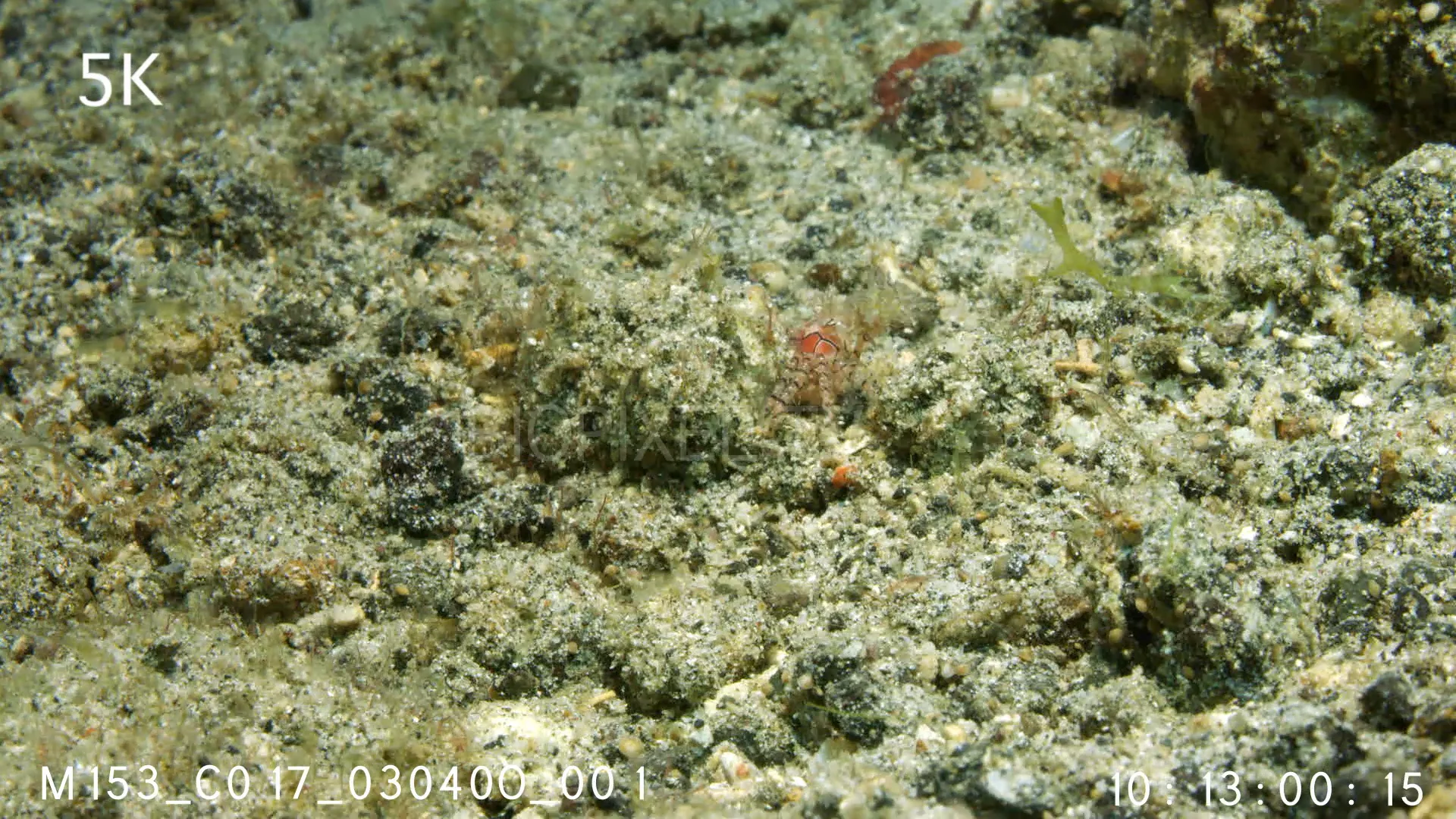 4K Camouflage - Boxer crab 5K on Vimeo