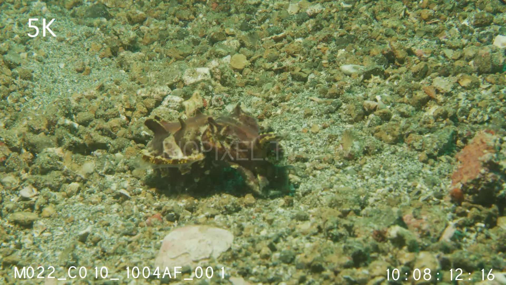 Cuttlefish - Female flamboyant cuttlefish feeding 5K on Vimeo