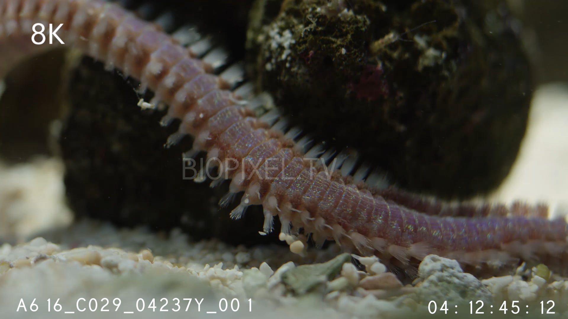 4K Worms - Large bristle worm crawling over sand 3 6K_1 on Vimeo