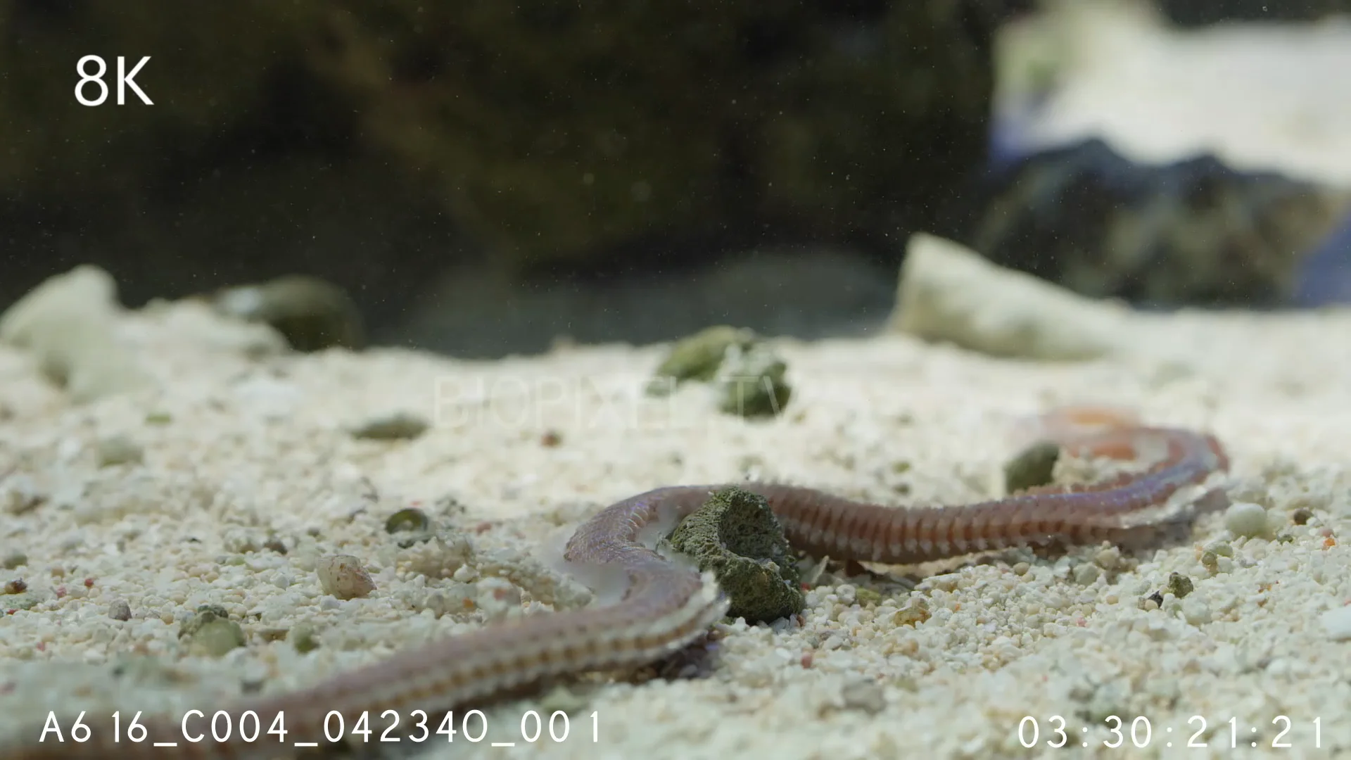 4K Worms - Large bristle worm crawling over sand 6K_1 on Vimeo