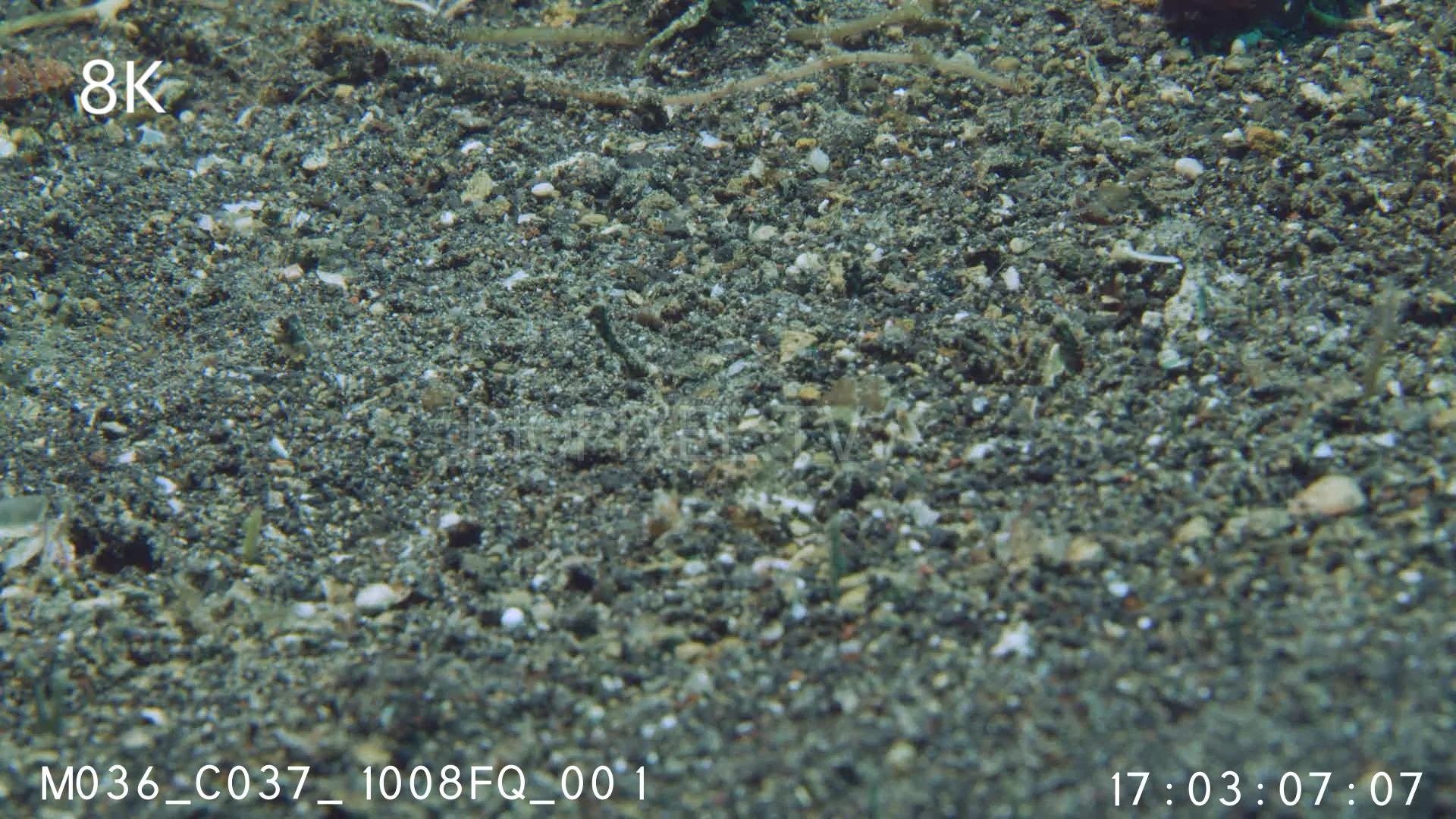 Cuttlefish - Male flamboyant cuttlefish 8K on Vimeo