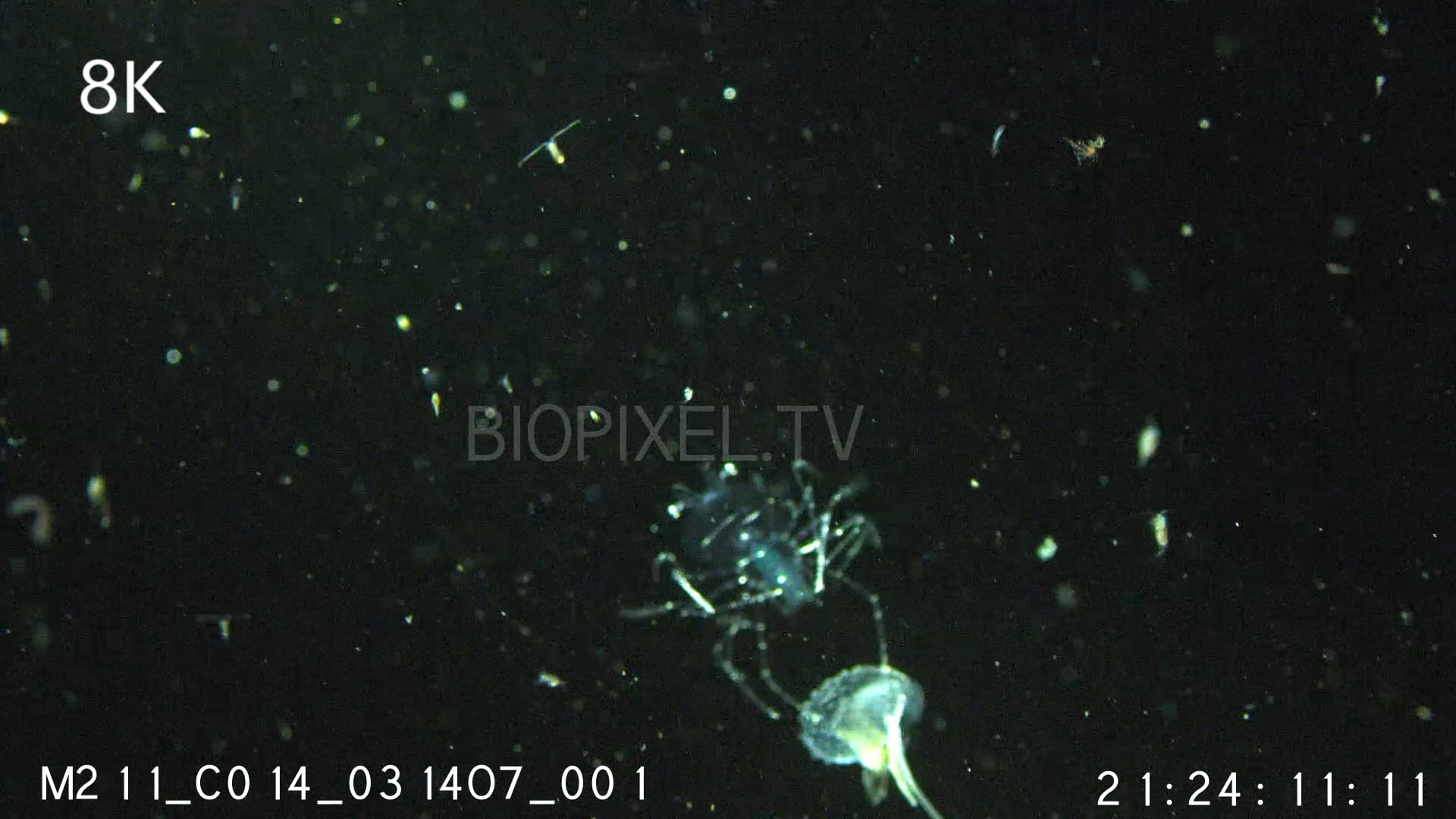 Plankton - Plankton - Box jellyfish with larval crayfish hitchhiker 8K ...
