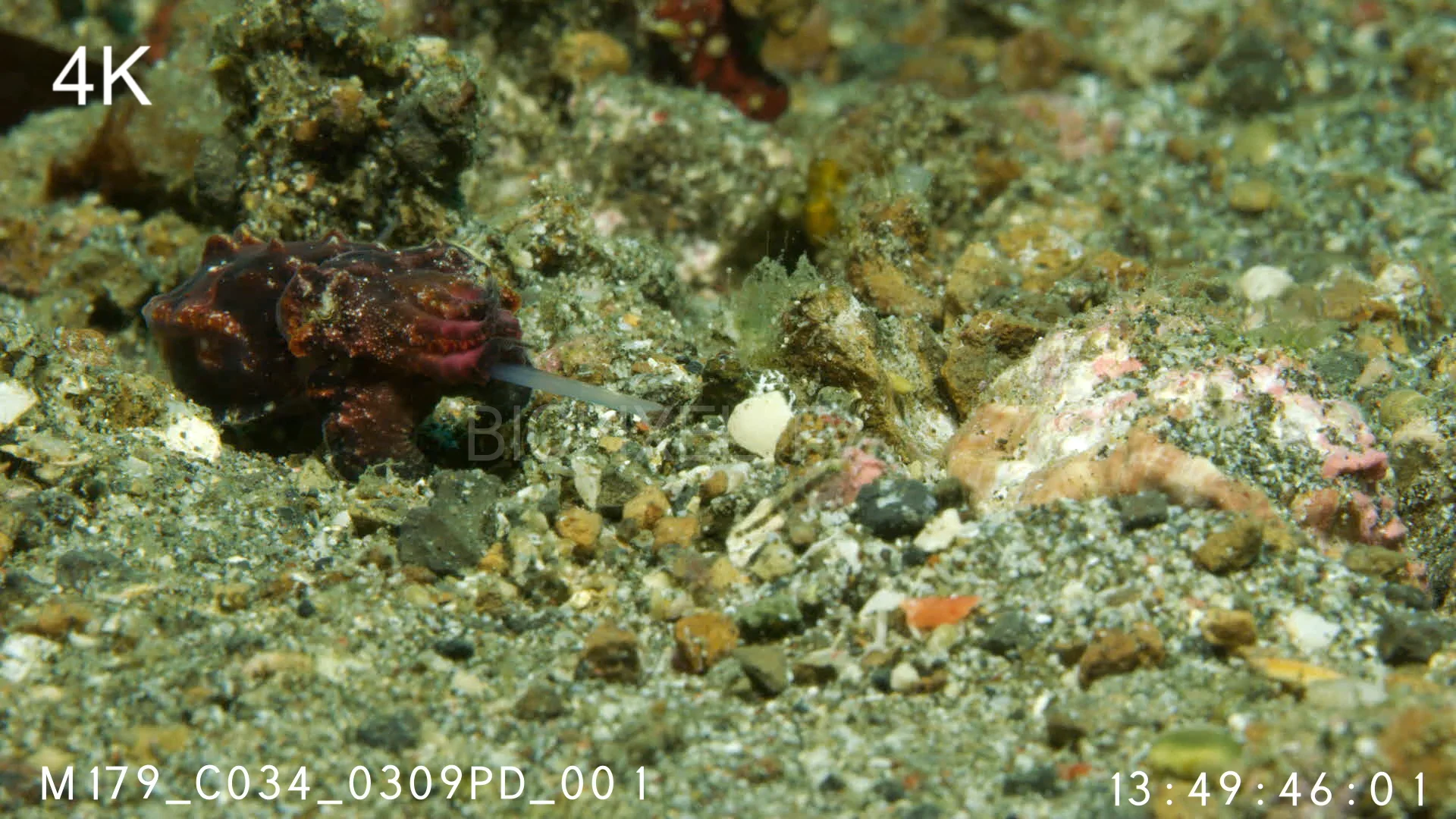 Cuttlefish - Flamboyant cuttlefish feeding 8K on Vimeo