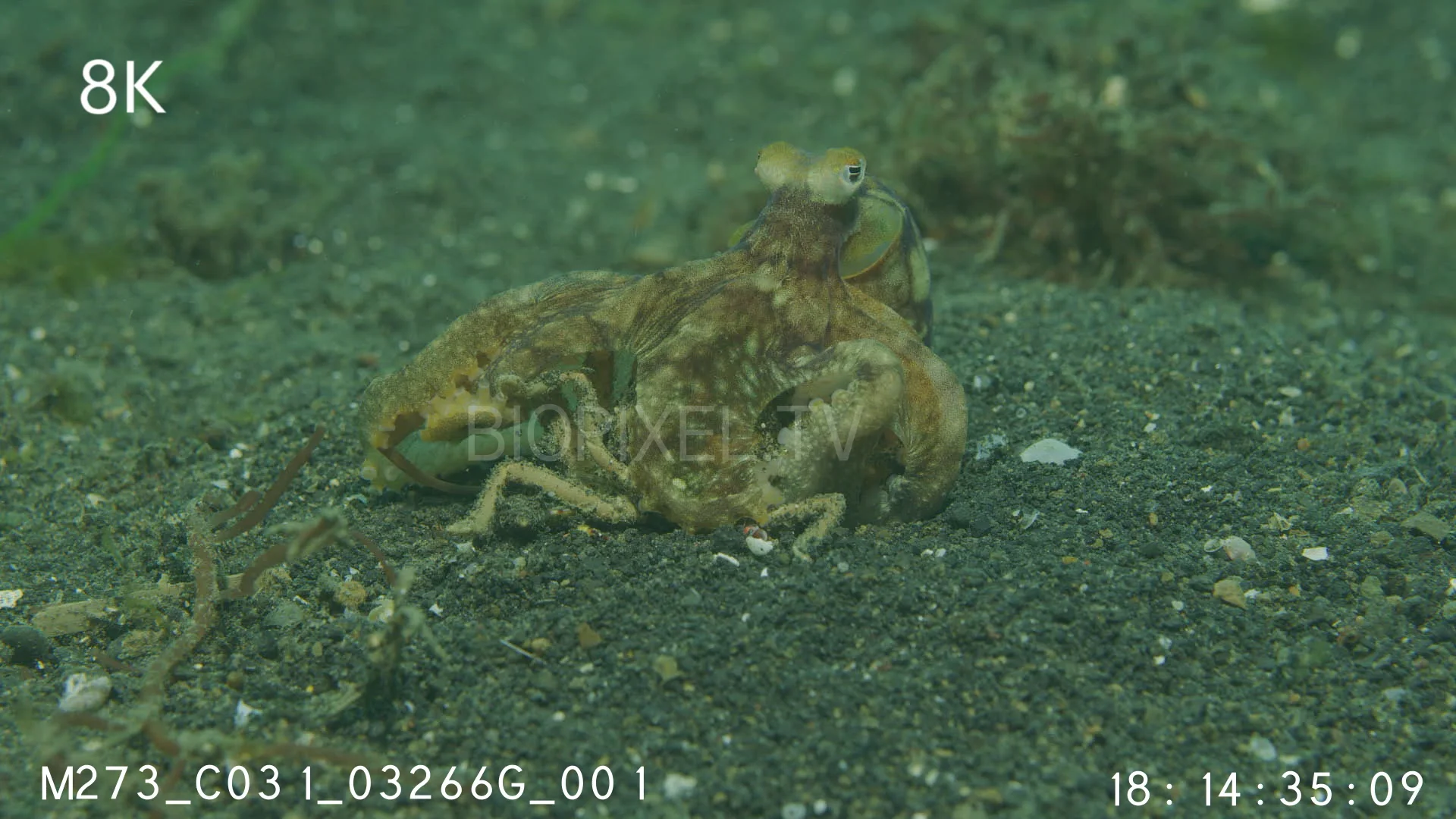 Molluscs - Shells, Nudibranchs, Nautilus, Cuttlefish, Octopus - Long arm octopus feeding on ...