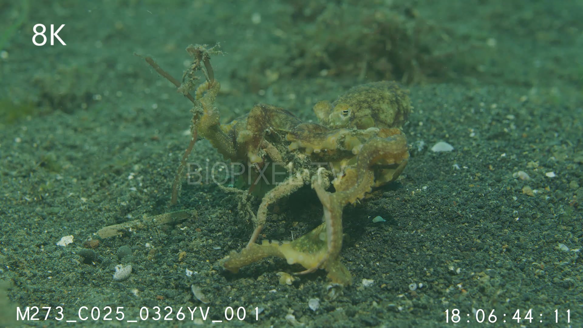 4K Crab - Long arm octopus feeding on large crab 3 8K on Vimeo