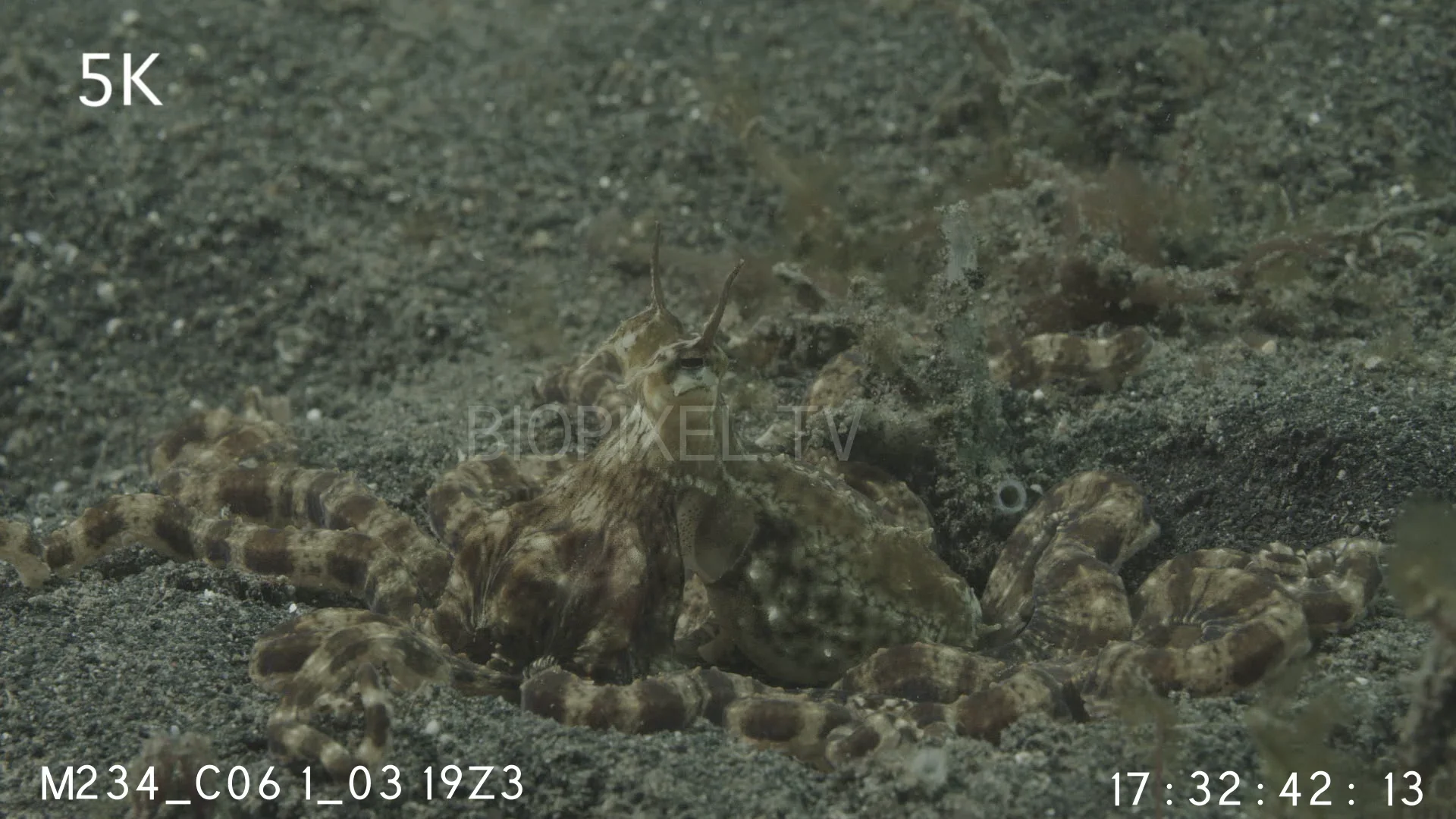 Mimicry - Mimic Octopus 5K 5 on Vimeo
