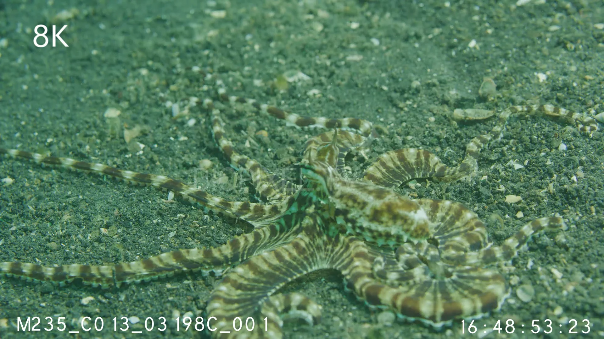 4K Camouflage - Mimic octopus 1 8K on Vimeo