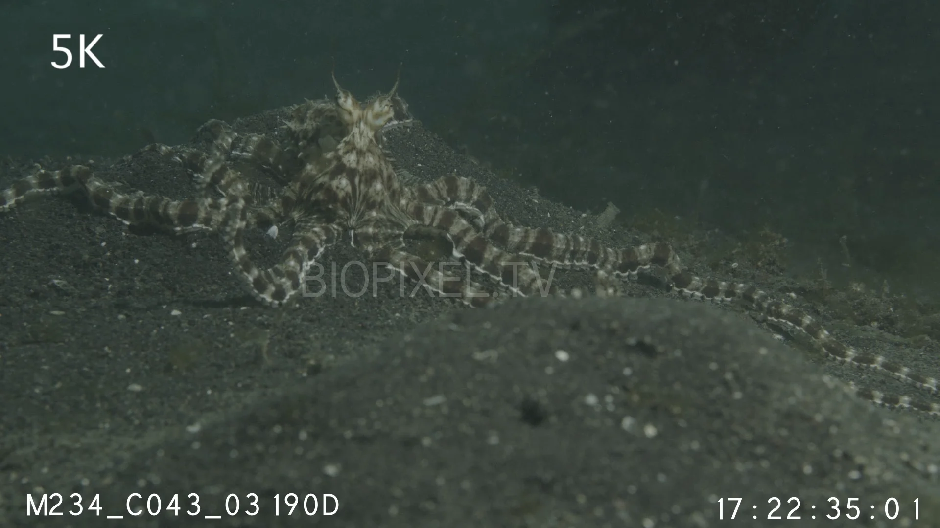 Mimicry - Mimic Octopus 5K 4 on Vimeo