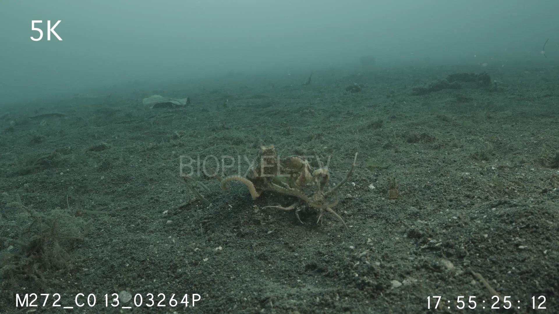 4K Molluscs Octopus - Long arm octopus feeding on large crab 5K on Vimeo