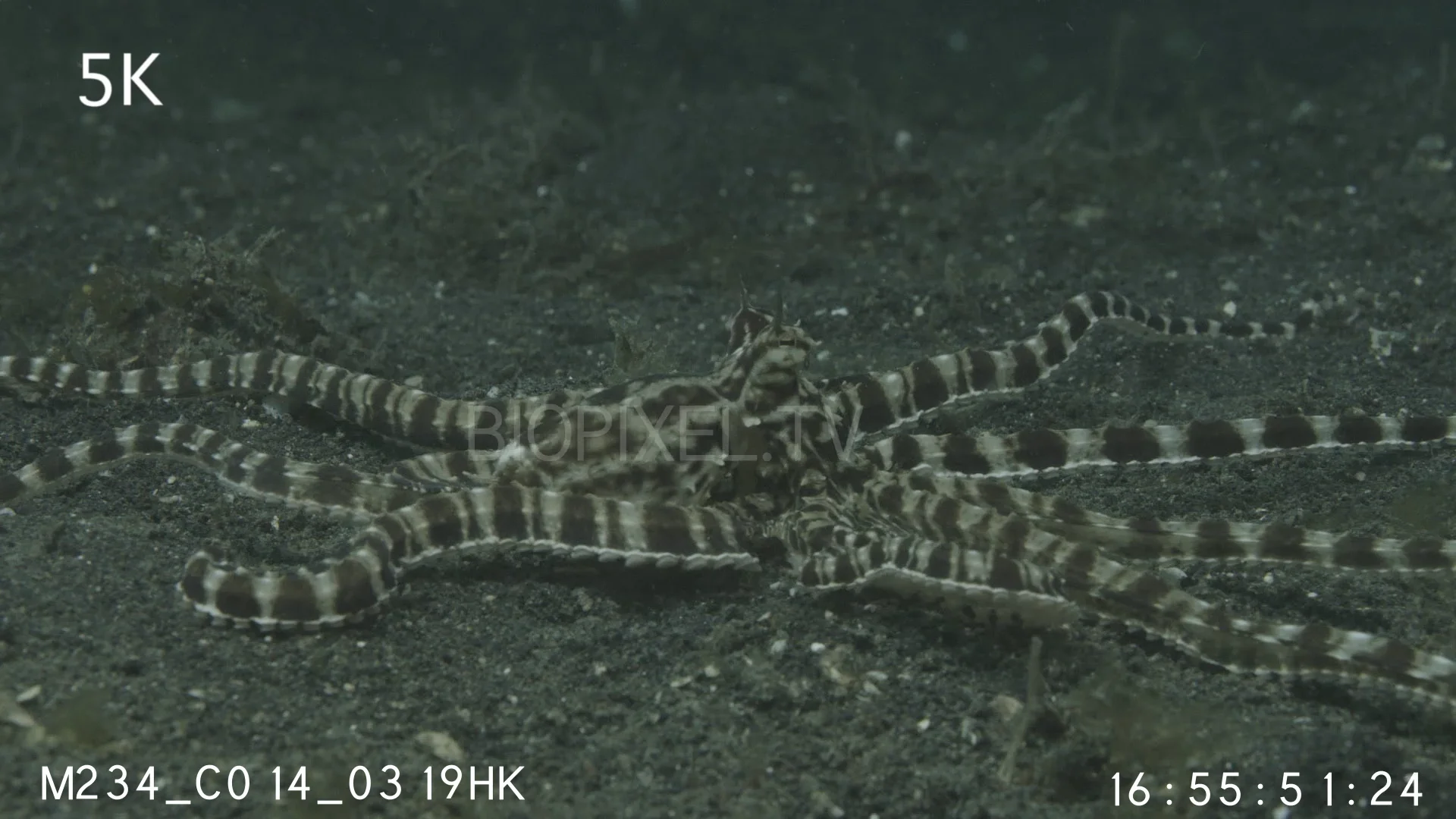 4K Camouflage - Mimic Octopus 5K 3 on Vimeo