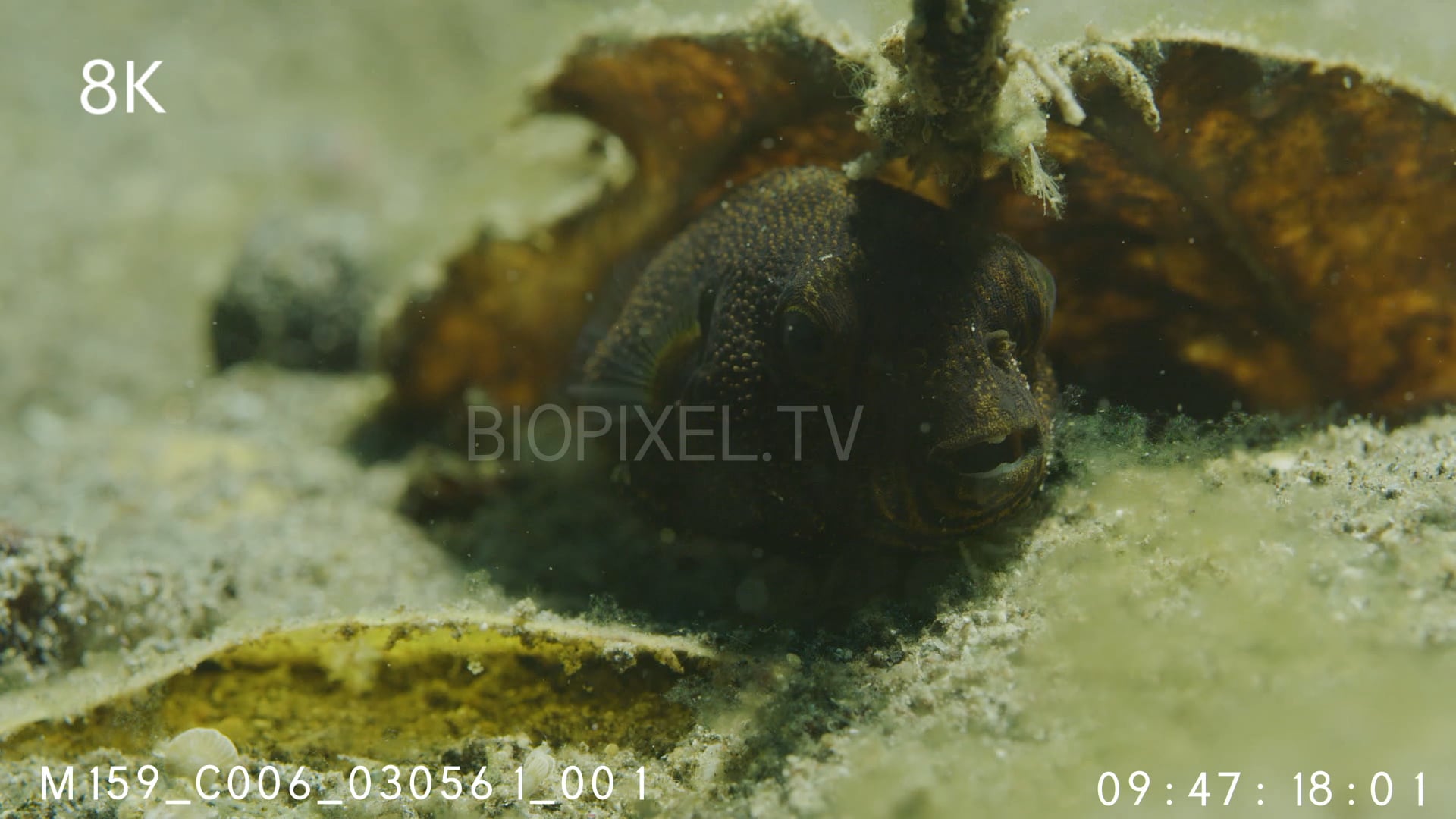 4K Baby Animals - Pufferfish baby 8K on Vimeo