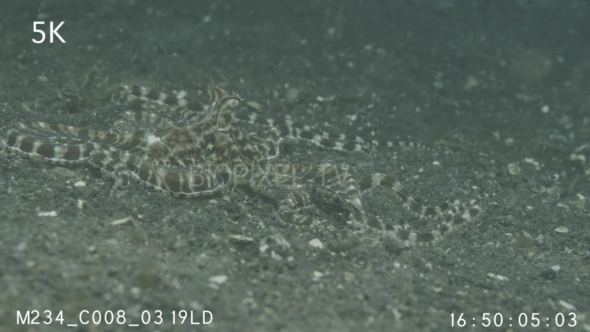 4K Mimicry - Mimic Octopus 5K 2 on Vimeo