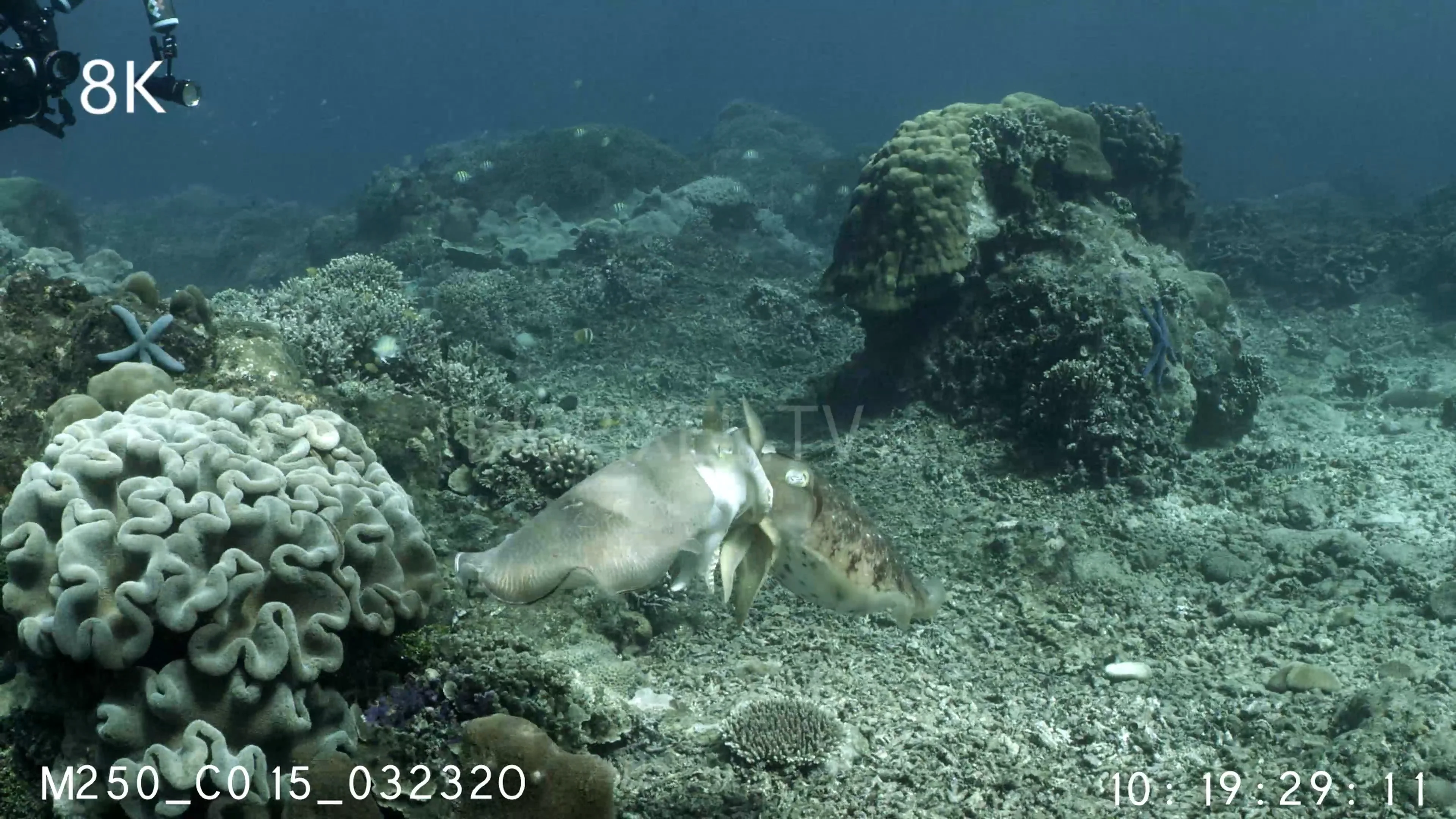 Cuttlefish - Broadclub cuttlefish mating 8K on Vimeo
