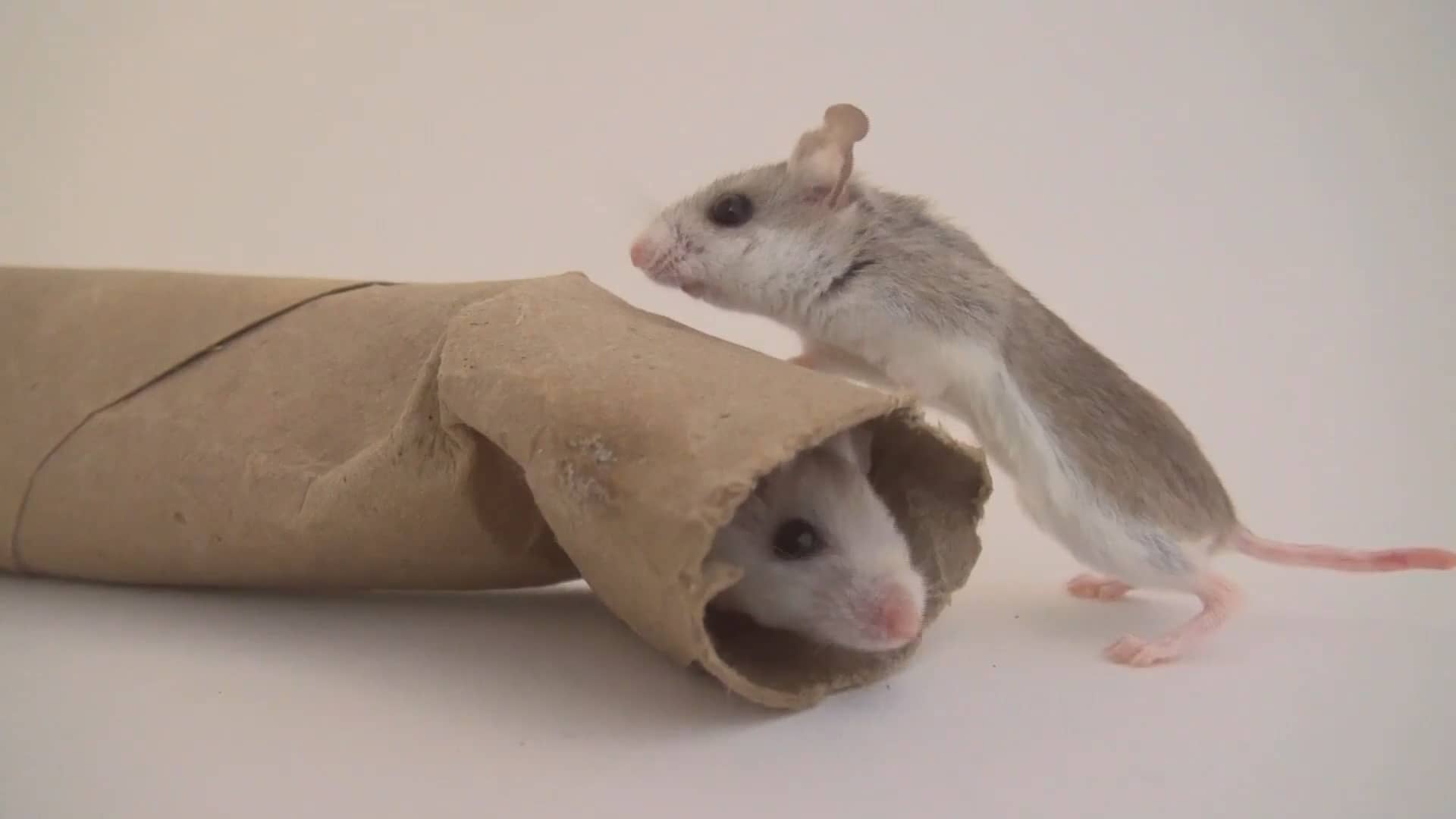 Perdido Key Beach Mice on Vimeo