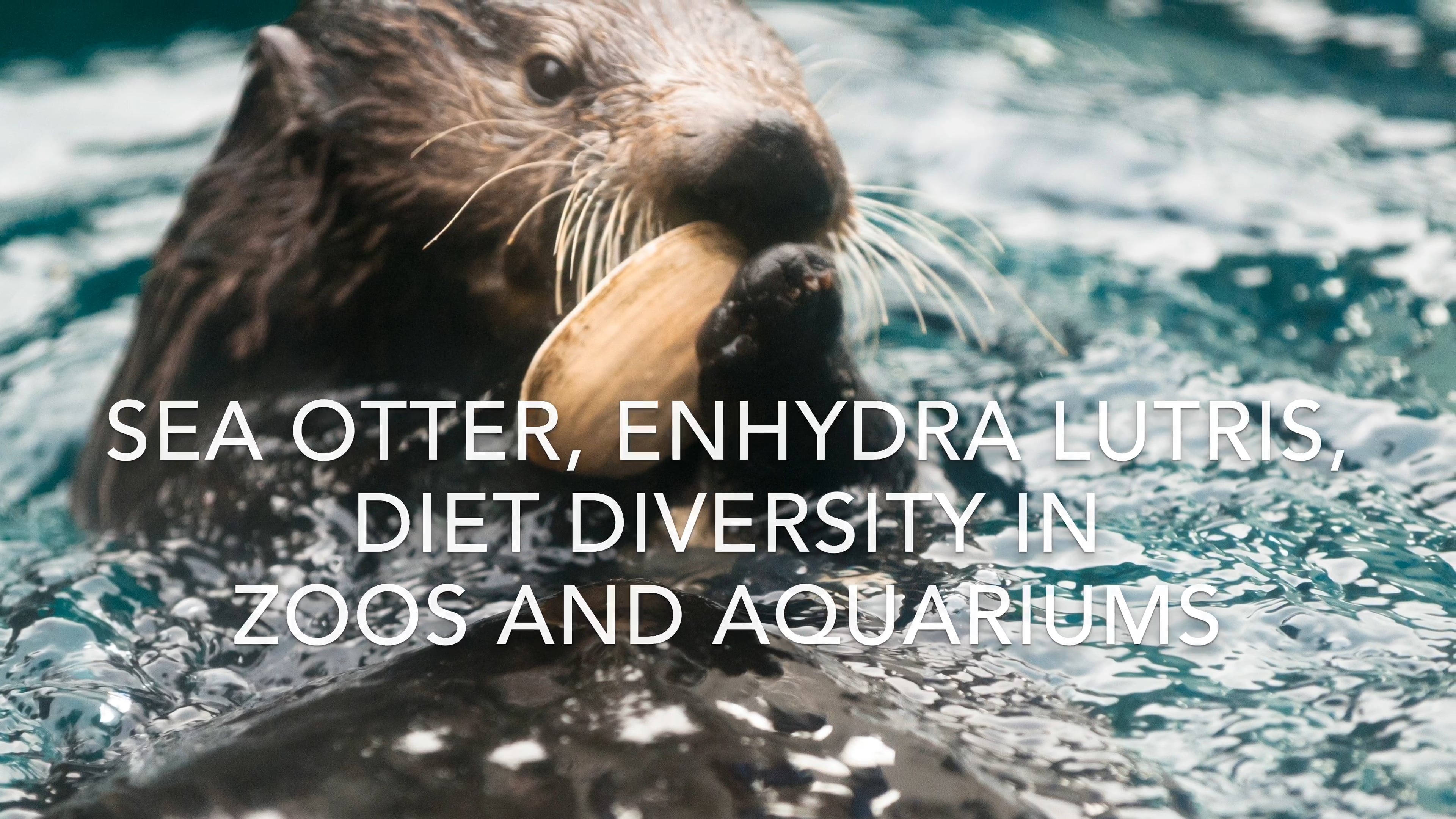 Sea otter diet diversity video on Vimeo