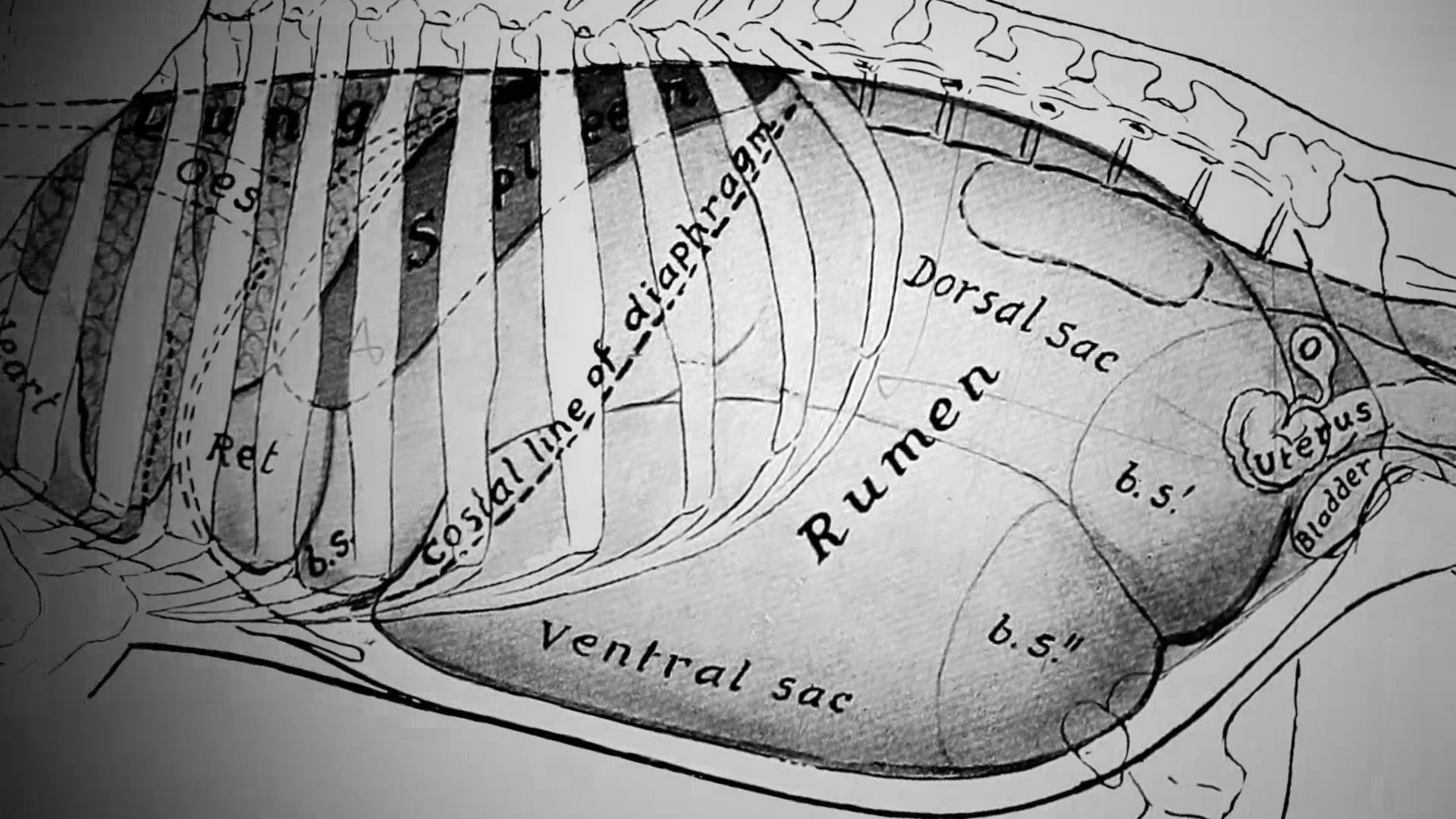 Rumenocentesis on Vimeo