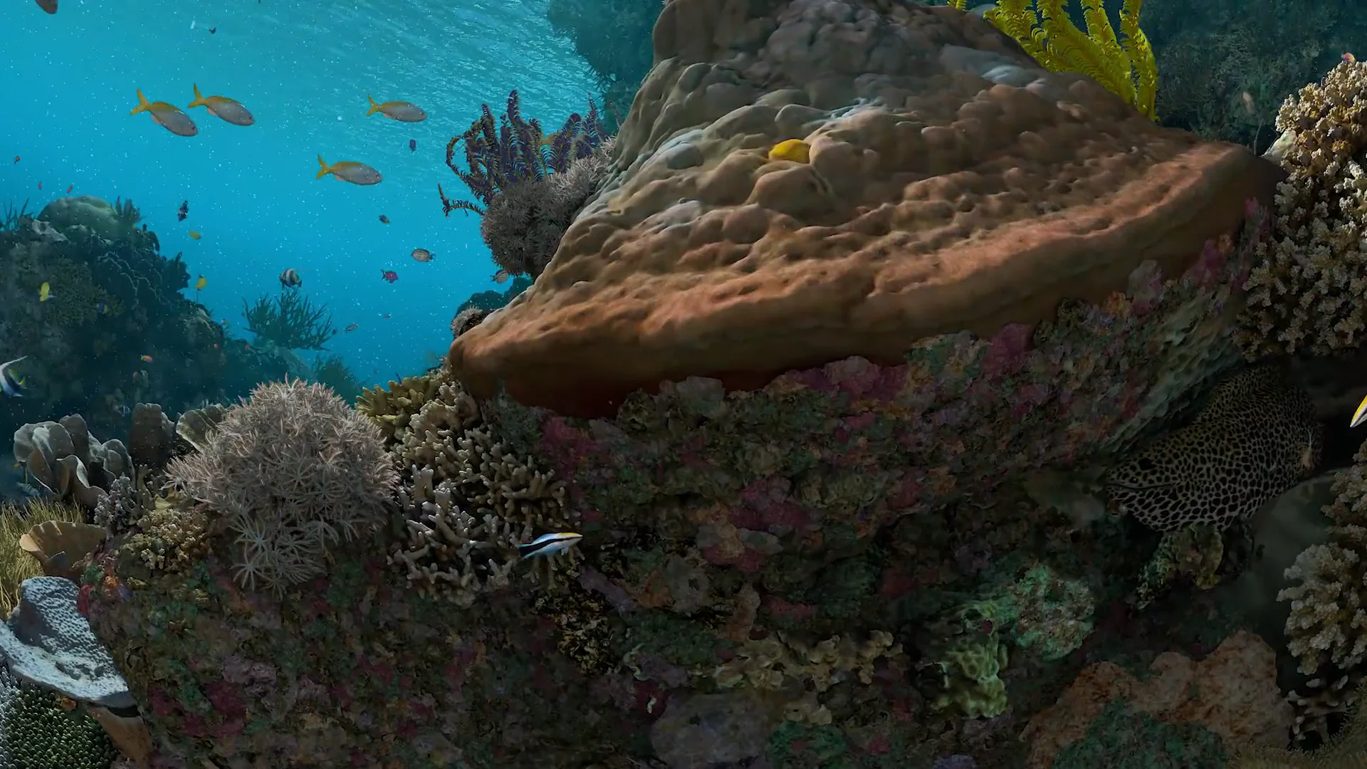 Fulldome Show Trailers - Expedition Reef Trailer on Vimeo