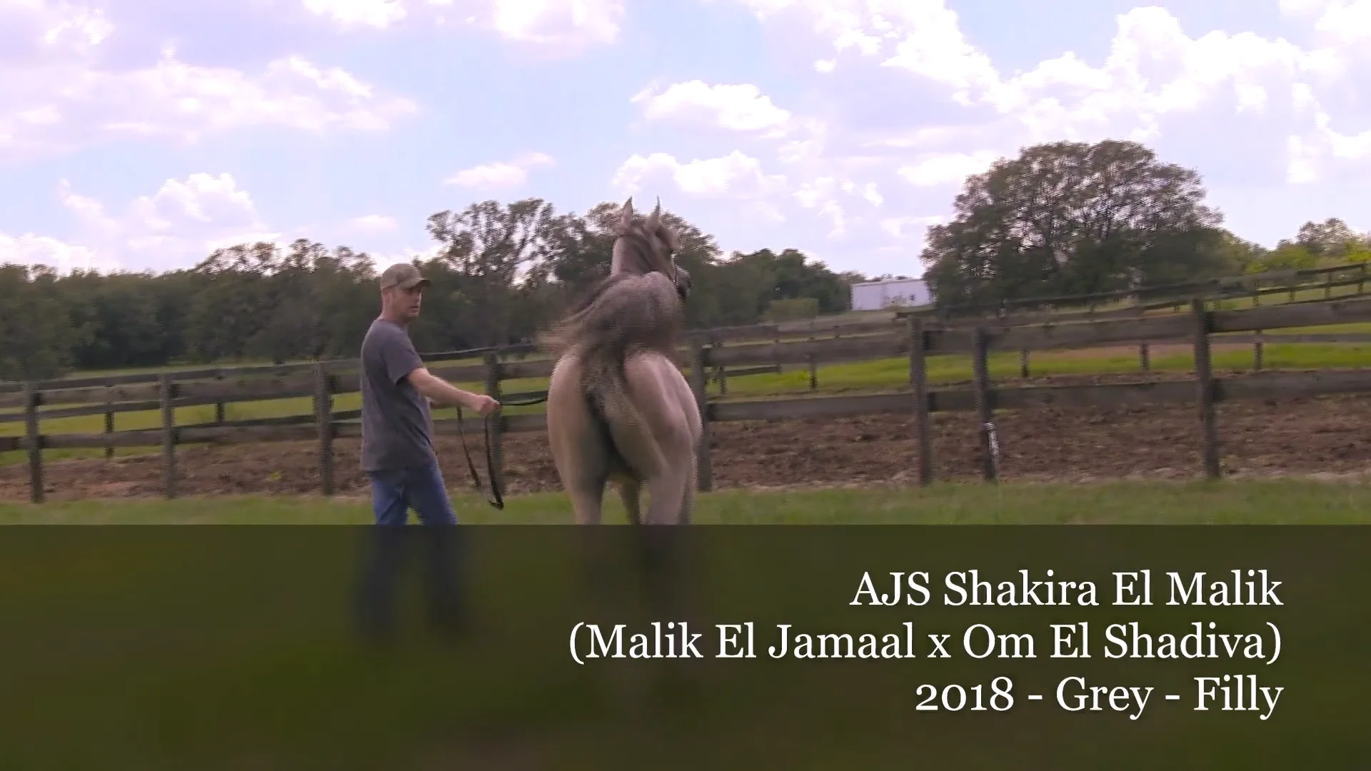 AJS Shakira El Malik (Malik El Jamaal x Om El Shadiva) on Vimeo