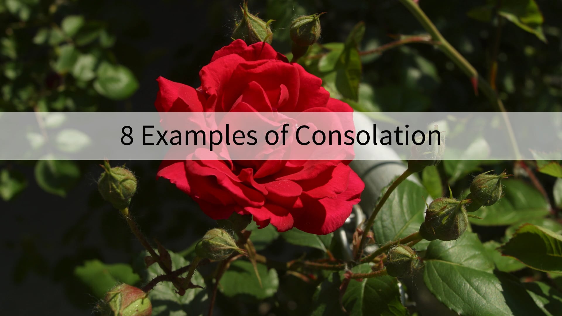 8 Examples of Consolation on Vimeo