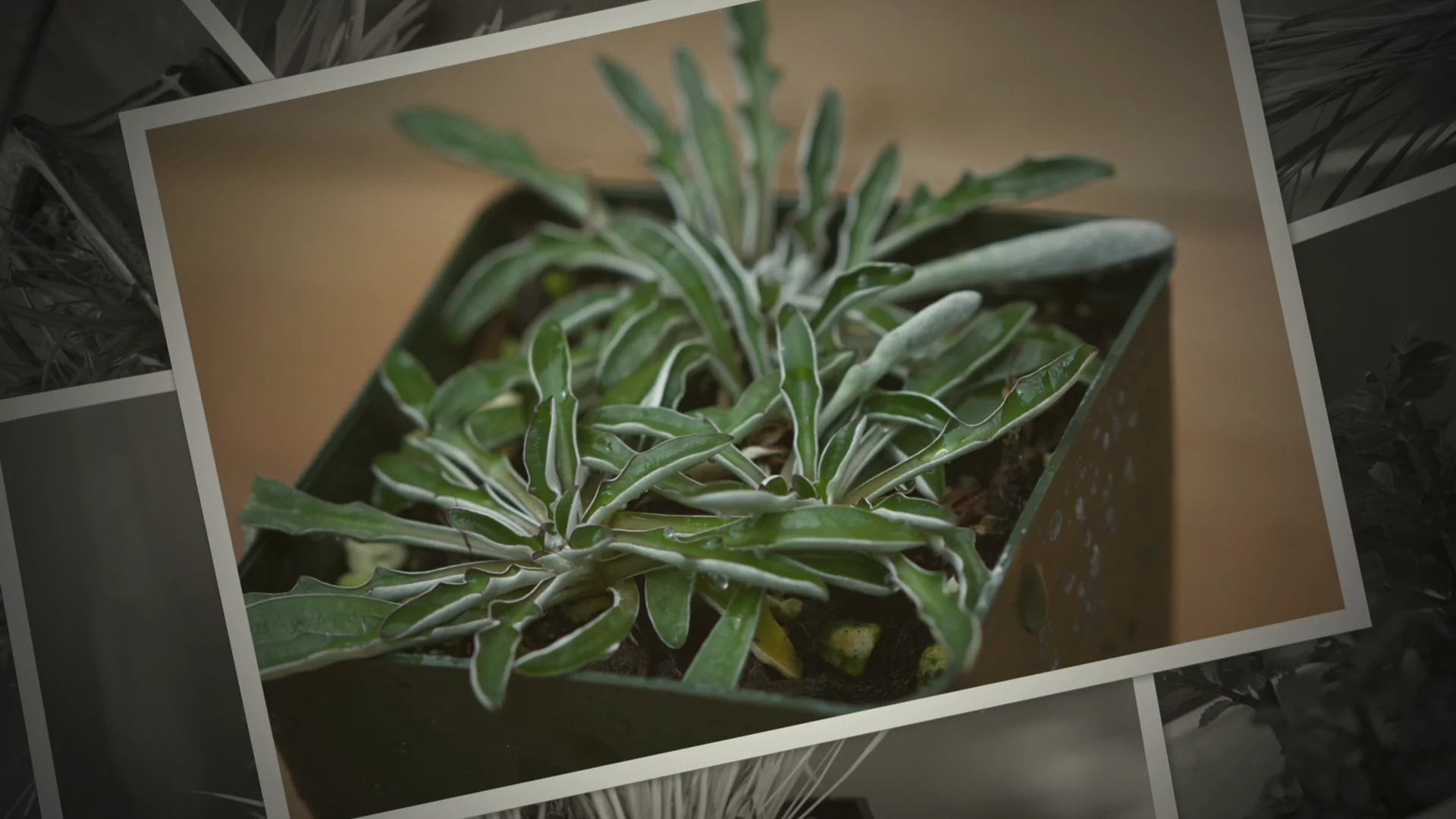 Accent plant - 2019-07-12 on Vimeo
