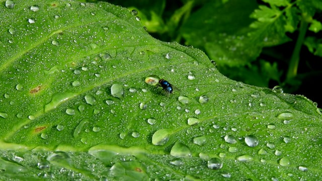 Macro, Insect, Leaf. Free Stock Video - Pixabay