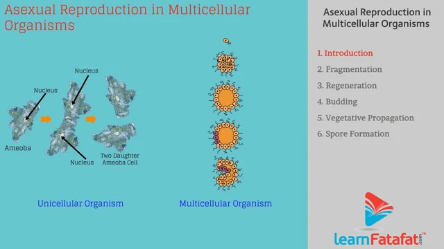 Organisms That Use Fragmentation