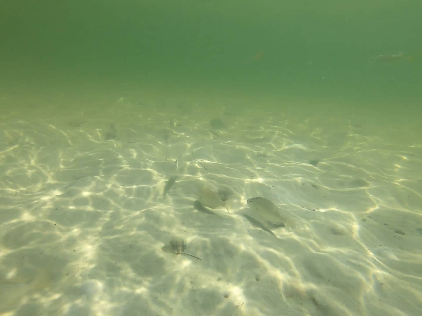 Taylor the fish whisperer on Vimeo