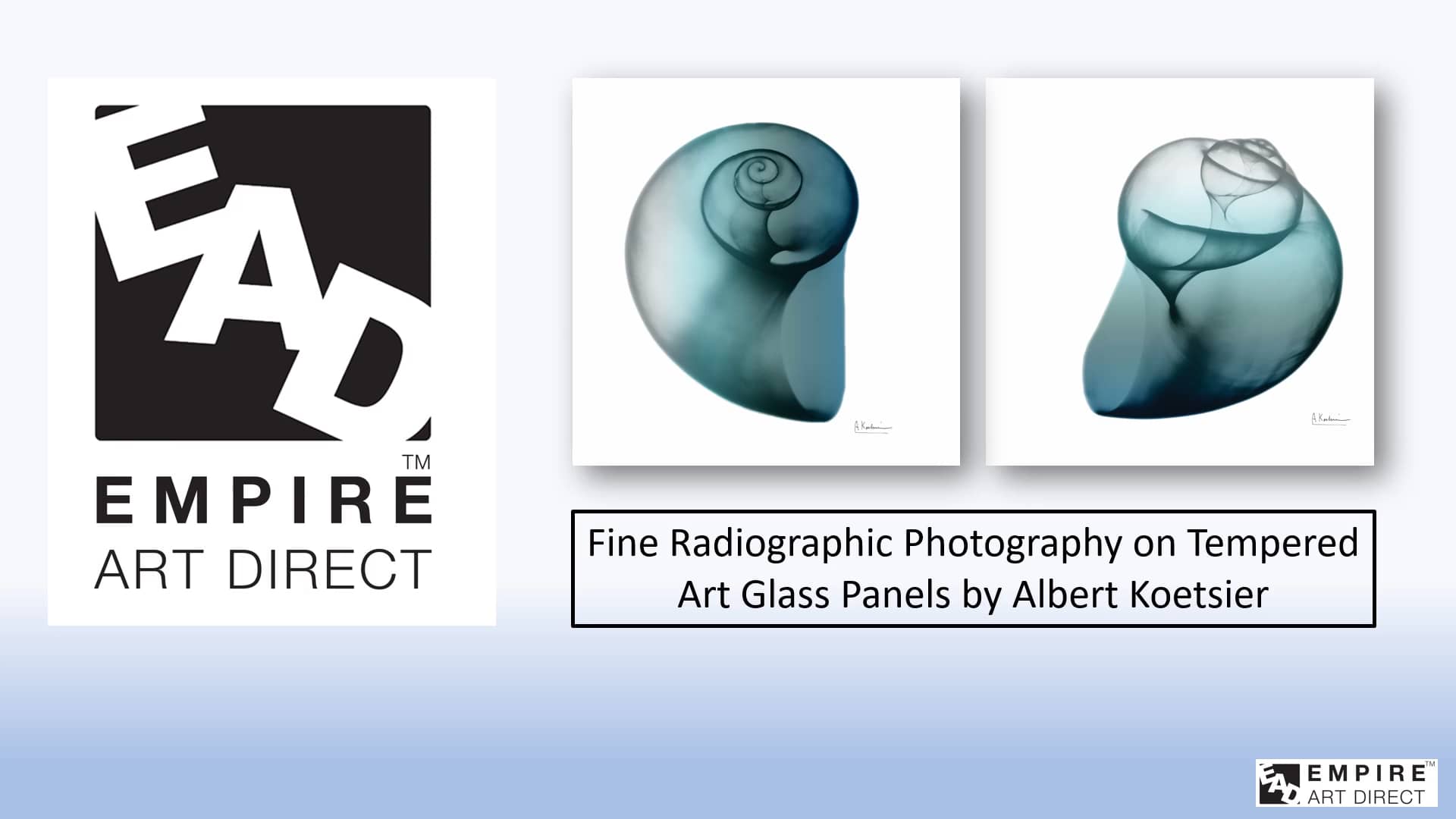 Fine Radiographic Photography on Tempered Art Glass Panels by Albert ...