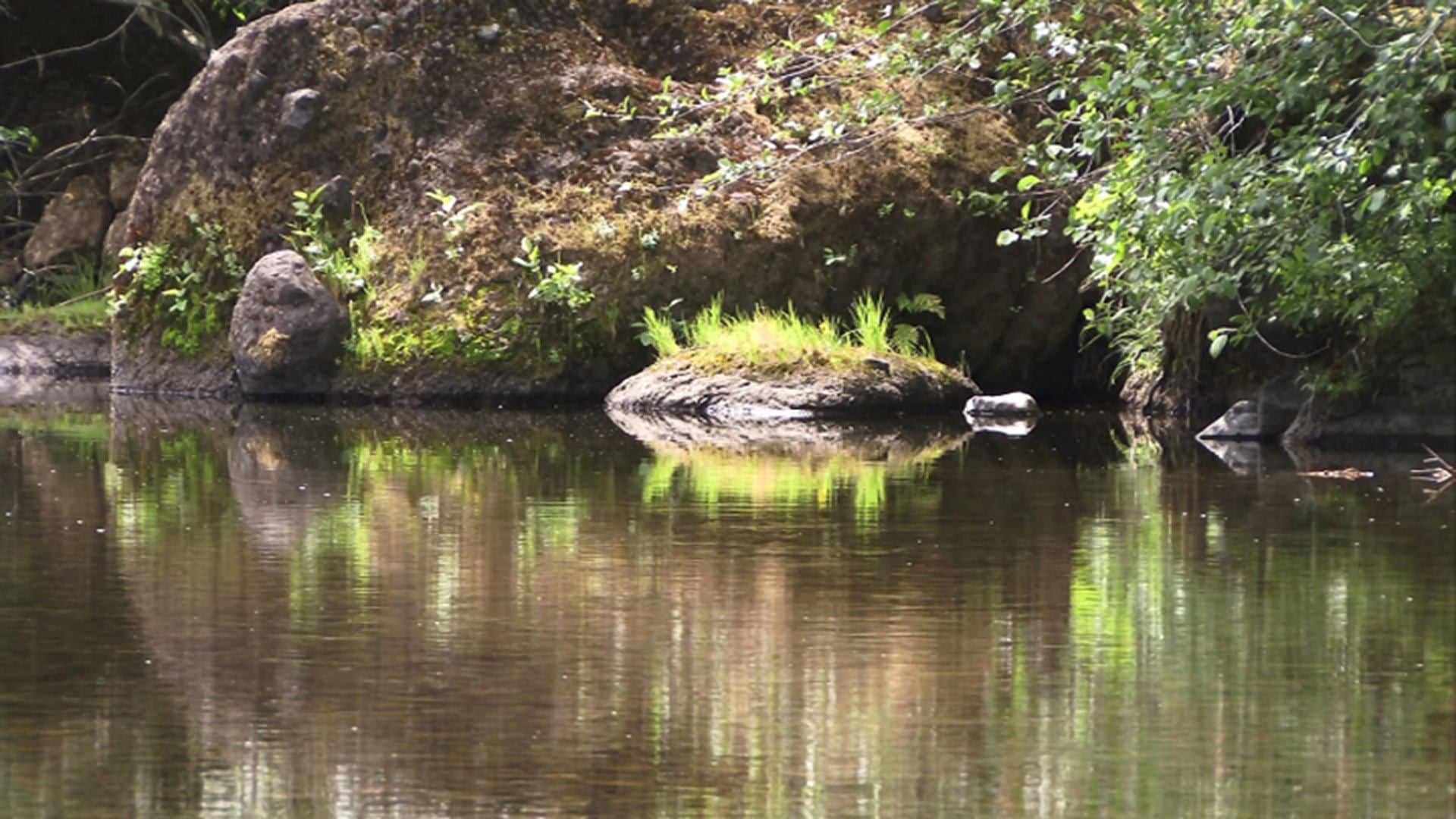 Free River Stock Video 1088 HD on Vimeo