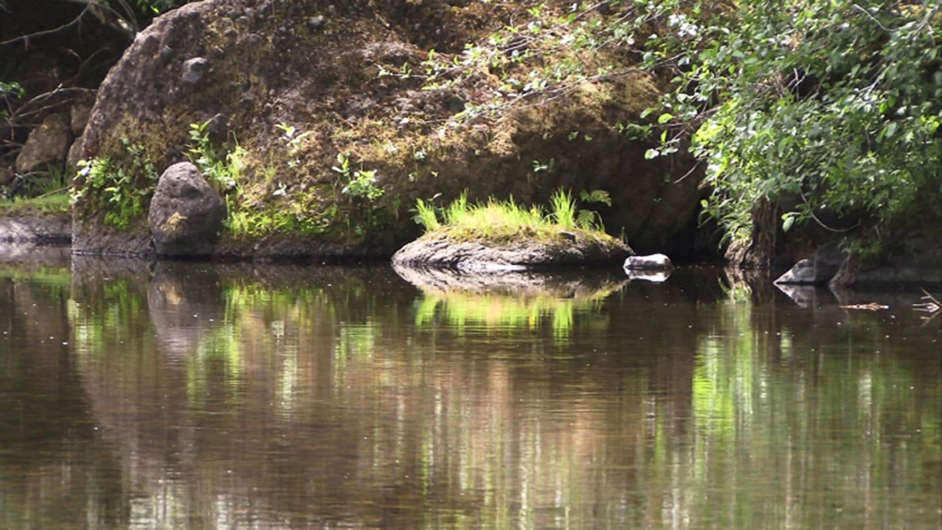 Free River Stock Video 1088 HD on Vimeo