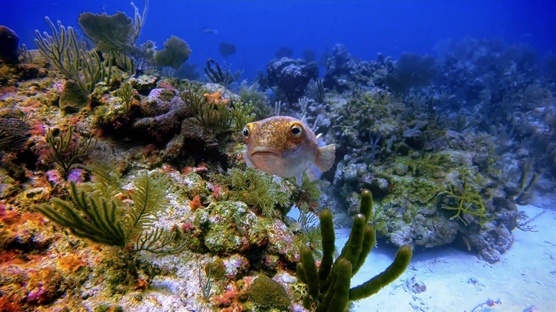 Shark Week Trailer 2 on Vimeo